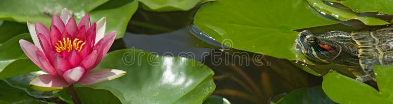 Lotus Flower and a Turtle Lying on a Lotus Leaf Stock Photo - Image of ...