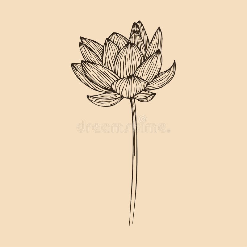 Lotus Flower Vector Illustration with Line Art Stock Vector ...
