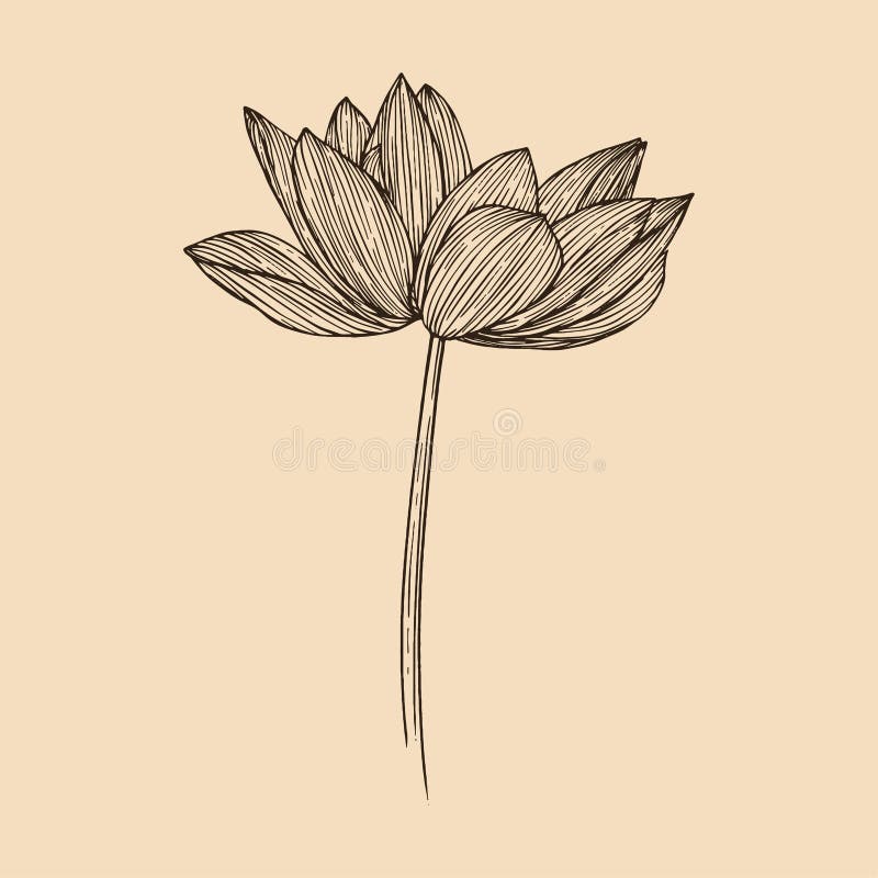 Lotus Flower Vector Illustration with Line Art Stock Vector ...
