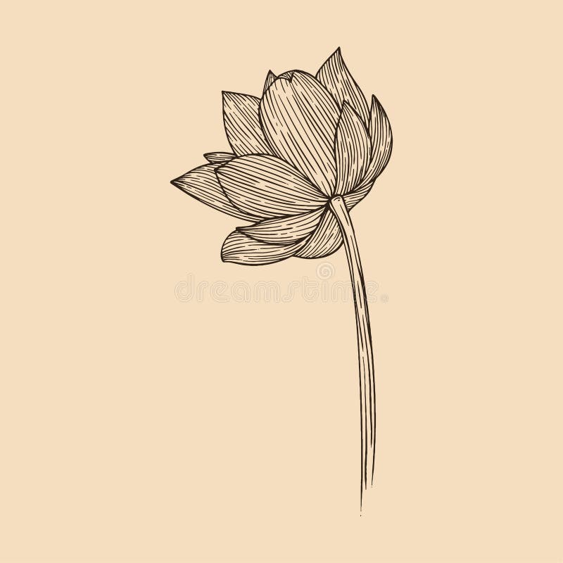 Lotus Flower Vector Illustration with Line Art Stock Illustration ...