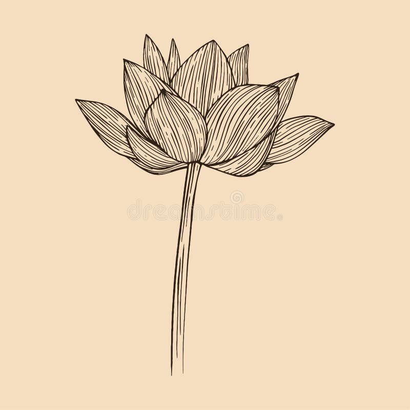 Lotus Flower Vector Illustration with Line Art Stock Illustration ...