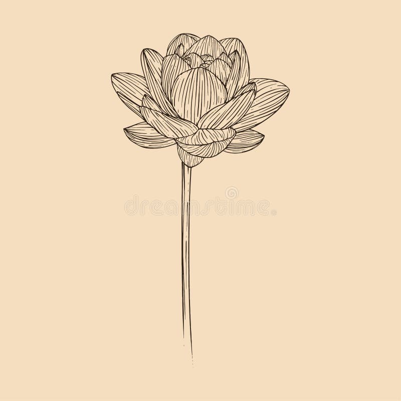 Lotus Flower Vector Illustration with Line Art Stock Illustration ...