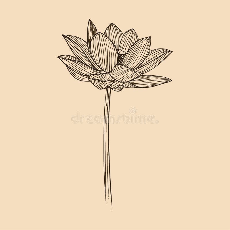 Lotus Flower Vector Illustration with Line Art Stock Vector ...