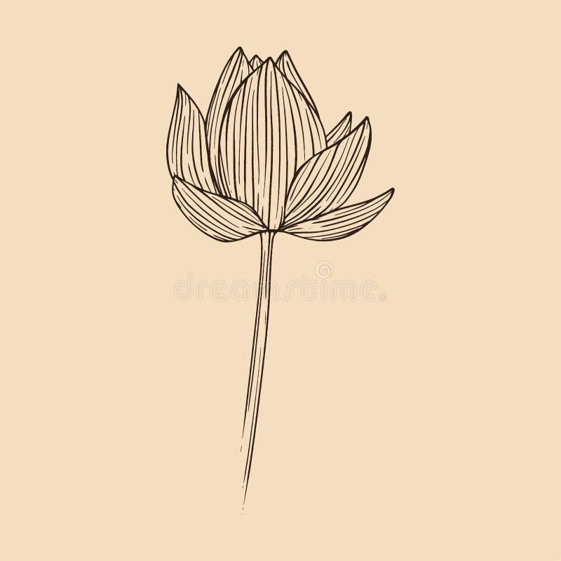 Lotus Flower Vector Illustration with Line Art Stock Vector ...