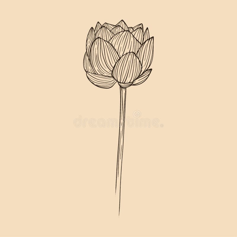 Lotus Flower Vector Illustration with Line Art Stock Vector ...