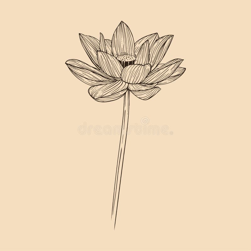 Lotus Flower Vector Illustration with Line Art Stock Vector ...