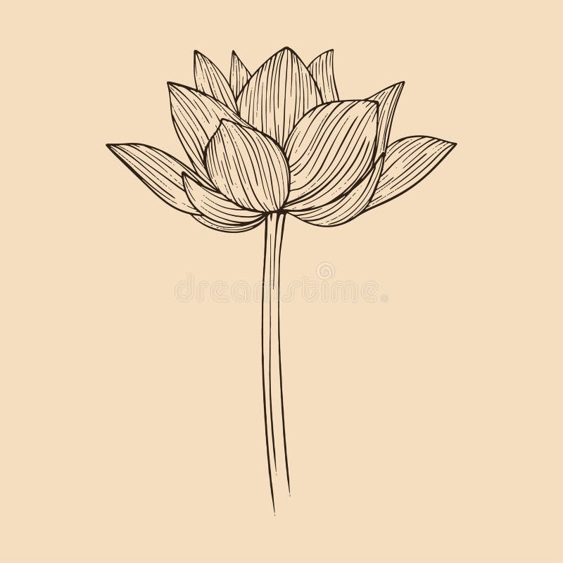 Lotus Flower Vector Illustration with Line Art Stock Illustration ...