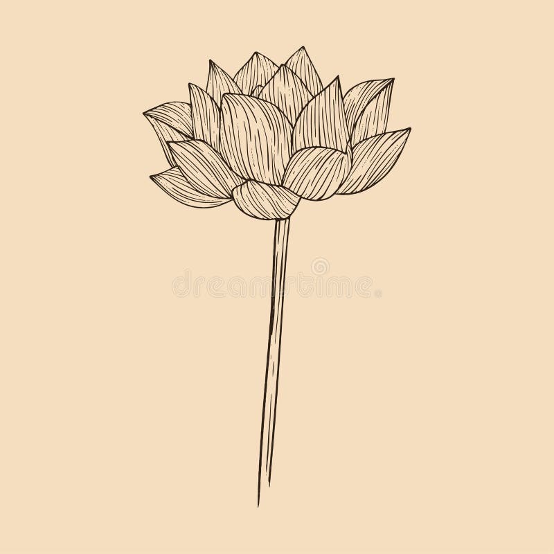 Lotus Flower Vector Illustration with Line Art Stock Vector ...