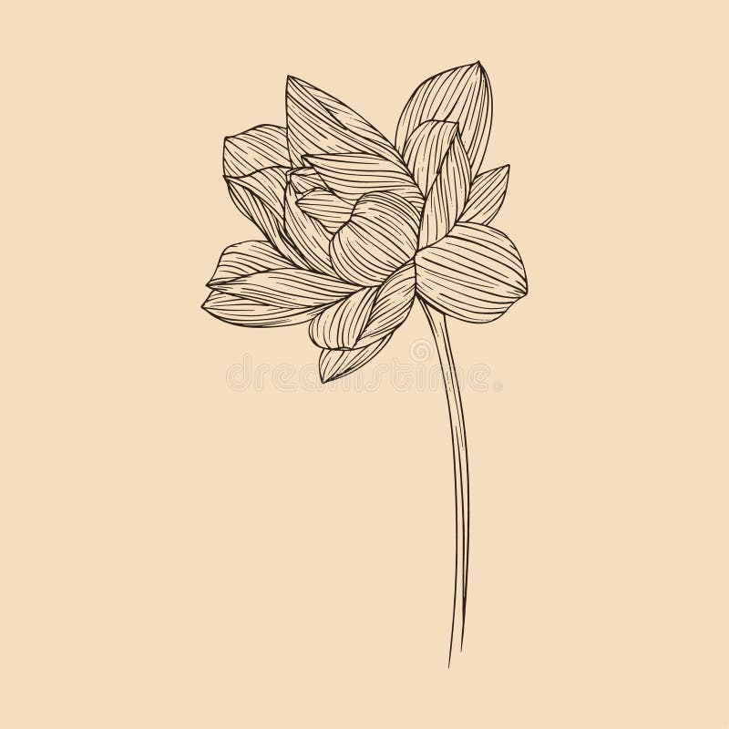 Lotus Flower Vector Illustration with Line Art Stock Vector ...