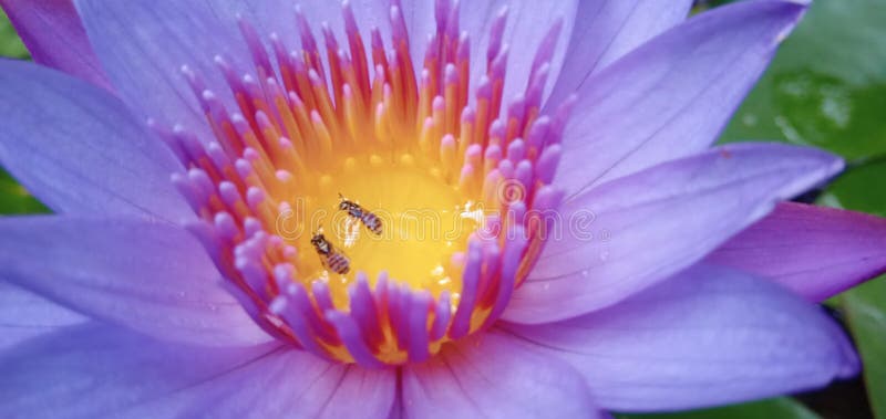 Lotus Flower this is Very Beautiful Stock Image - Image of neum, flower ...