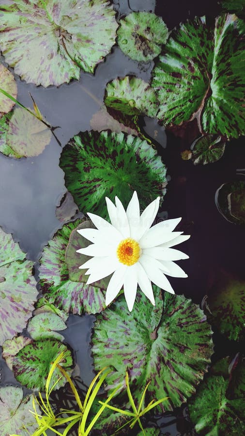 Lotus Flower on the water stock photo. Image of lotus - 238431198