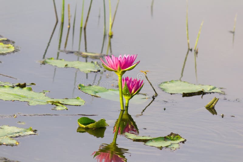 Lotus flower in water stock photo. Image of china, natural - 24565734