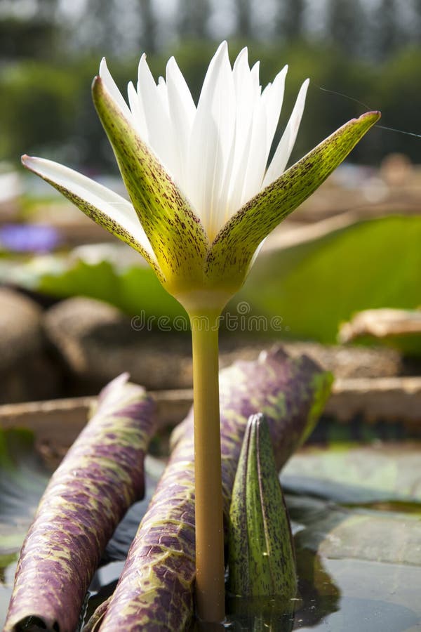 Lotus flower on the water stock image. Image of india - 27381183