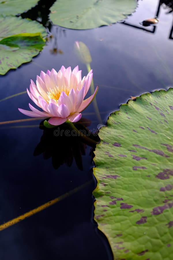 Lotus flower on water stock image. Image of lotus, decoration - 97772841