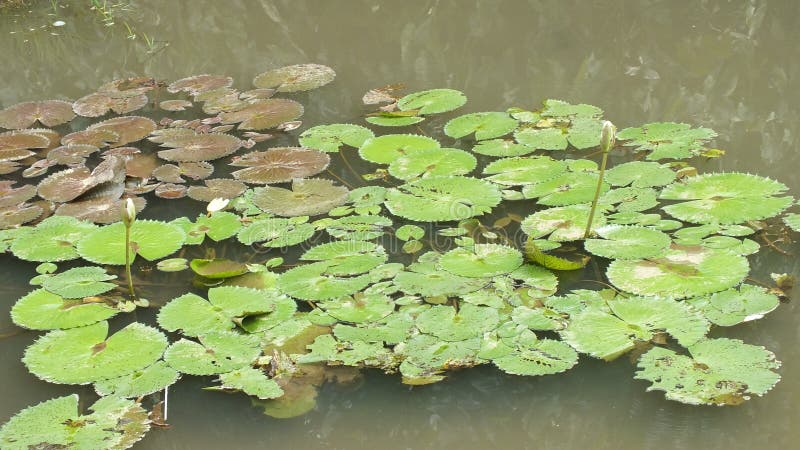 Lotus Flower, West Java Indonesia Stock Photo - Image of floral ...