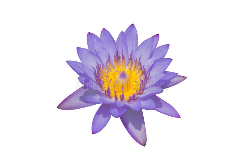 Lotus flower on white. stock photo. Image of lifestyle - 164694836