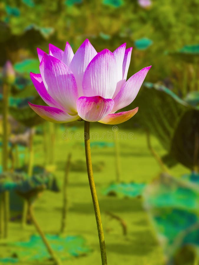 Magenta Lotus Flowers Isolated Stock Photo - Image of white, background ...