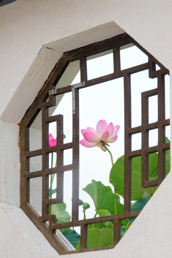 Lotus flower and window stock photo. Image of leaves - 251686760