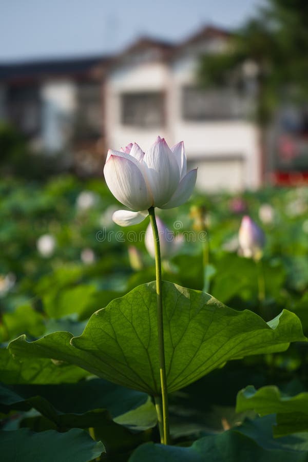 Lotus Flowers Blooming in the Park in Summer Stock Photo - Image of midsummer, plant: 333002836
