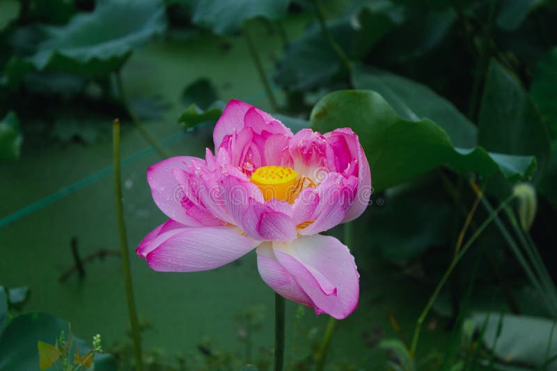 Lotus Flowers Blooming in the Lotus Pond Stock Image - Image of flowers, green: 287425463