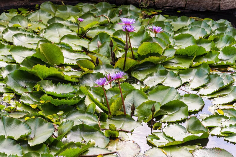 Lotus Flowers Blooming in a Pool Stock Image - Image of blooming ...