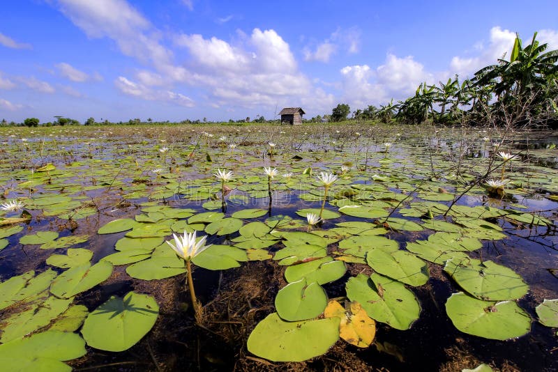 Lotus Flowers Blooming in the Rice Fields Stock Image - Image of ...