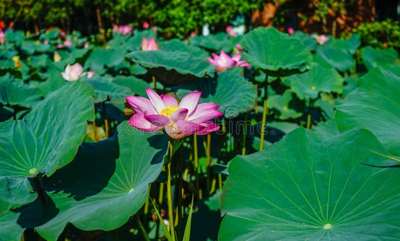 Lotus Flowers Blooming in Spring Time Stock Photo - Image of india ...