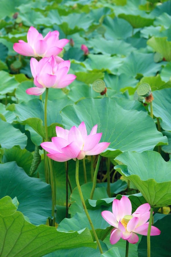 Summer lotus pond stock photo. Image of warer, pond - 158242964