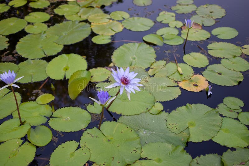 Lotus Flowers Blooming on the Water Stock Image - Image of green ...