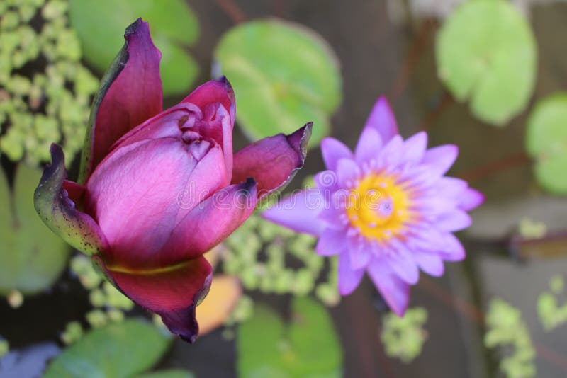 Lotus flowers stock photo. Image of taiwan, clay, petal - 59578198