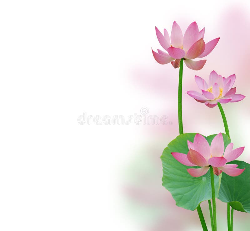 Lotus flowers composition stock image. Image of light - 153992647