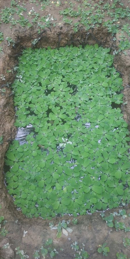 Lotus Flowers in the Fish Pond Stock Photo - Image of lorus, fish ...