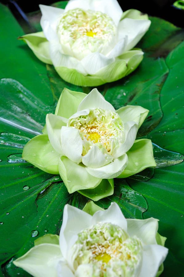 Lotus Flowers and Blossoms and Garlands of Orchids Stock Image - Image ...