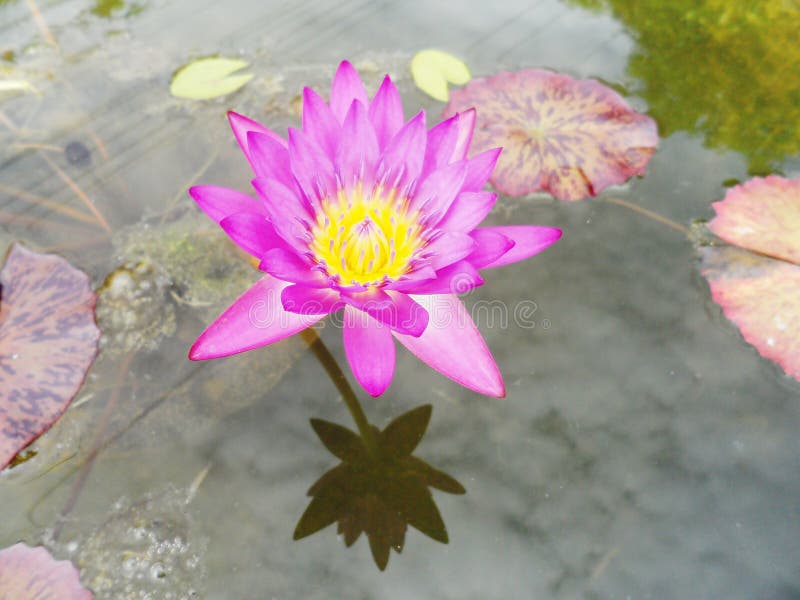 Lotus flowers stock photo. Image of lily, beautiful, prayer - 80338930
