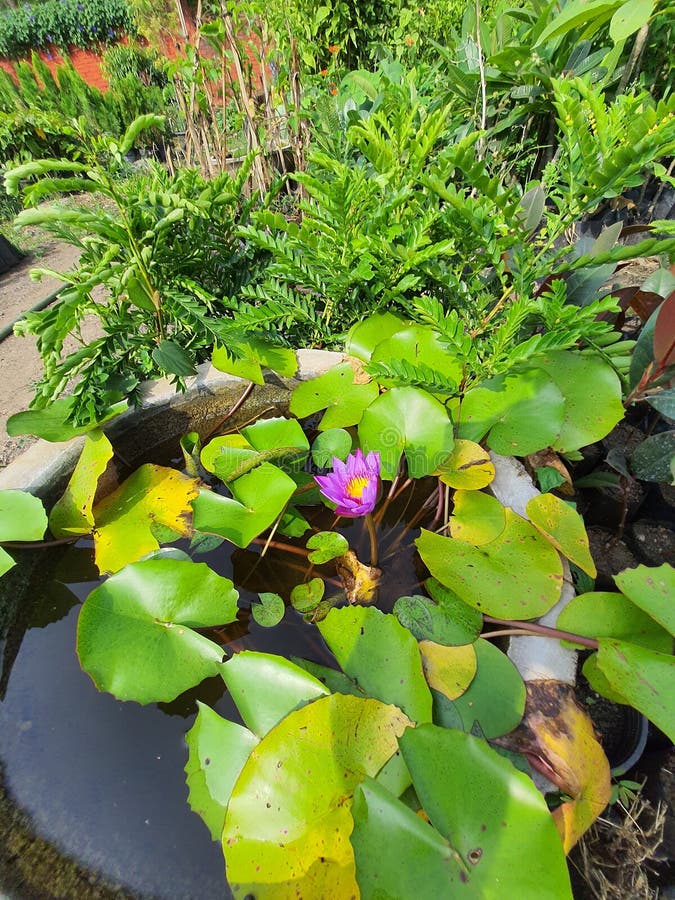 Lotus Flowers Fresh with Pot Water and Green Leafs Stock Image - Image ...