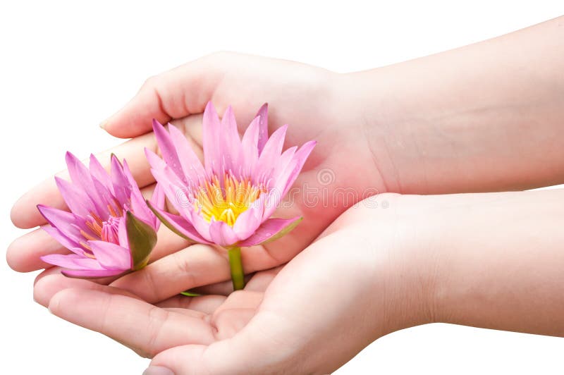 Lotus flowers on hand stock photo. Image of romantic - 34900640