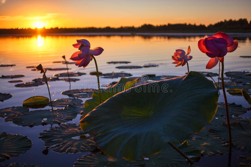 Lotus pond sunset stock image. Image of tower, bire, traditional - 10784373