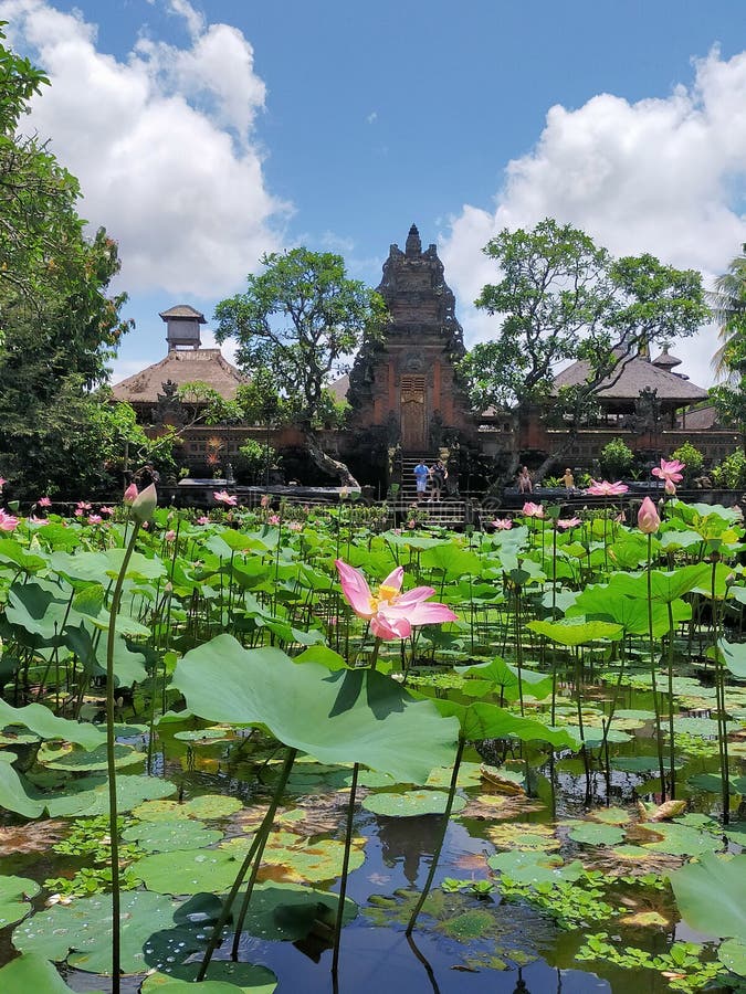 Lotus Flowers in Pond at Temple in Bali Stock Image - Image of river ...