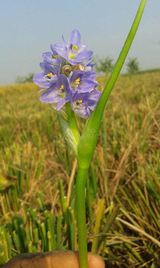 Lotus Flowers in the Rice Fields Stock Photo - Image of rice, flowers ...