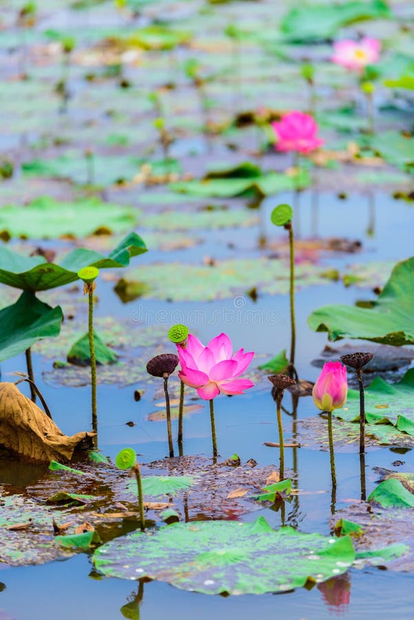 Lotus flowers stock photo. Image of flower, environment - 60632234