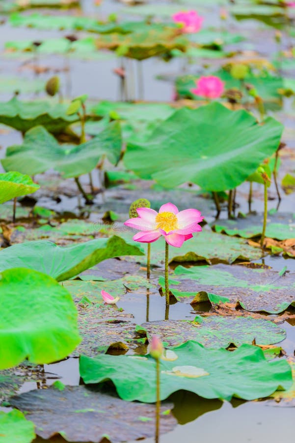Lotus flowers stock image. Image of foliage, lake, objects - 60633311