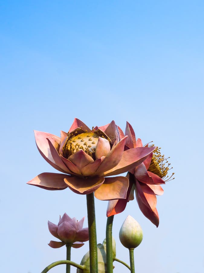 Lotus Flowers Statue stock image. Image of design, statuette - 31678987