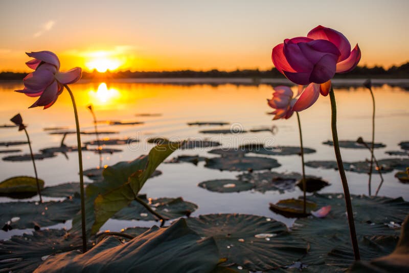 Lotus flower on the sunset stock image. Image of reflection - 76692563