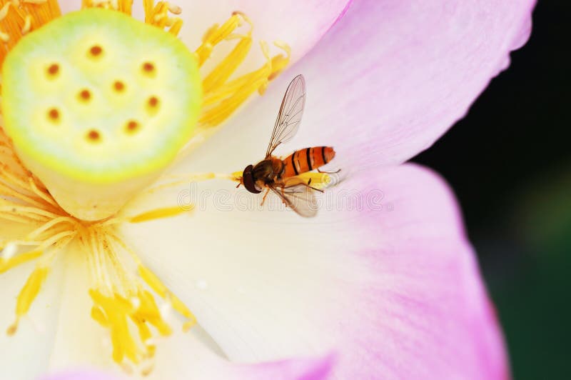 Lotus and fly stock image. Image of water, kind, lake - 4626927