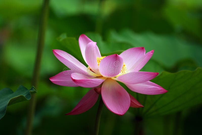 Lotus flower (3) stock image. Image of full, close, bloom - 3245627