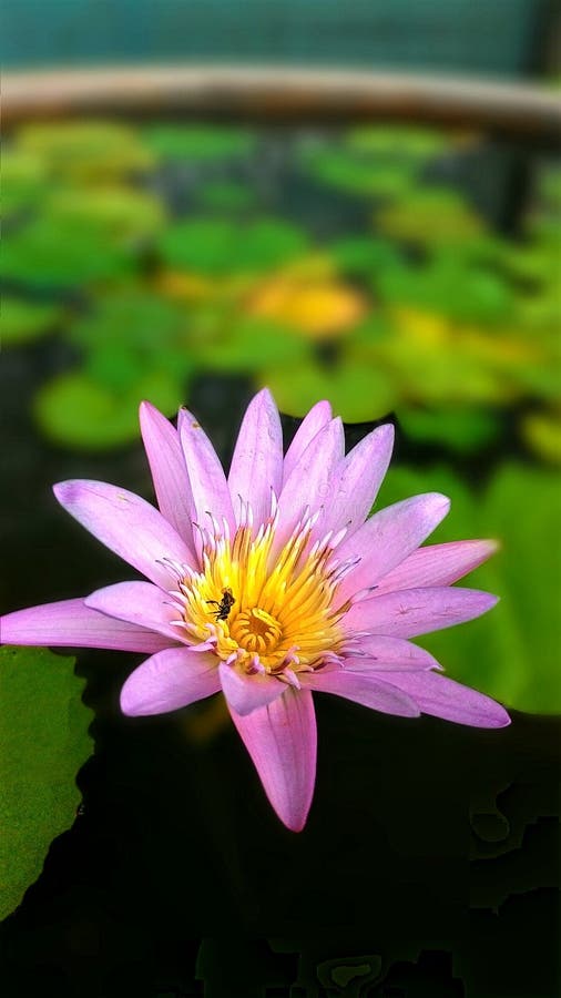 Lotus stock image. Image of lotus, inthegarden, fragrant - 100901493