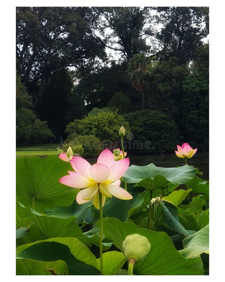 Lotus in the frame stock photo. Image of pink, tulip - 243961506