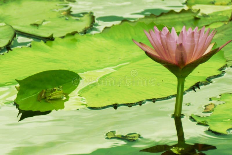 Lotus and the Frog stock photo. Image of horizontal, white - 44401678