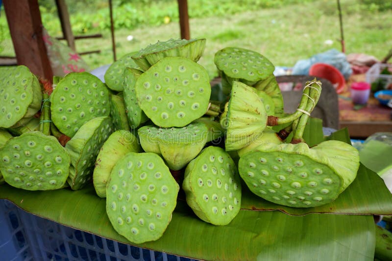 Lotus Fruits stock afbeelding. Image of peul, versheid - 117488711
