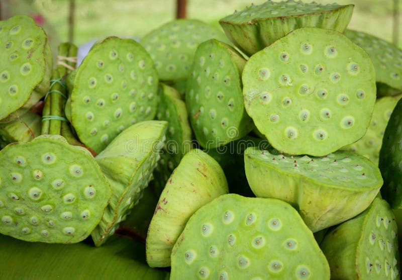 Lotus fruit stock photo. Image of ingredient, dessert - 97563268